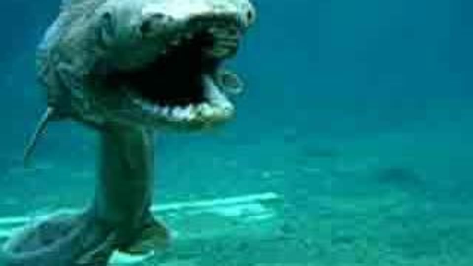 UN REQUIN QUI VIENT DE LOIN, Une femelle de requin- lézard, un poisson ...