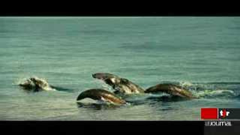 Cinéma: le film Océan, documentaire animalier élevé au rang d'oeuvre d ...