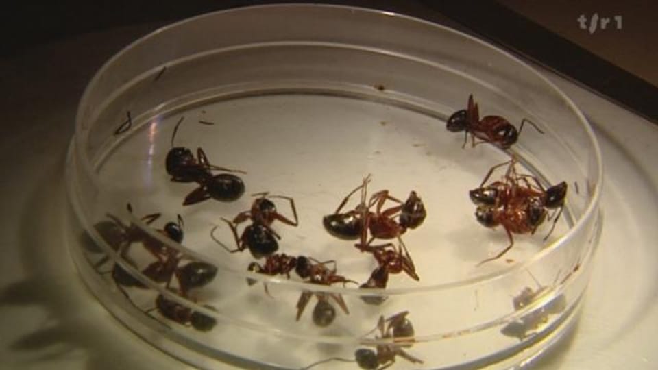 Anti-fourmis: for me…formidables? - A bon entendeur - Play RTS