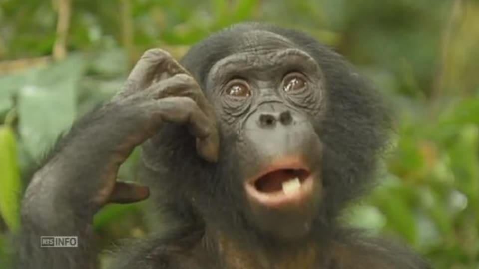 Extrait du film "Bonobos" d'Alain Tixier - Info en vidéos - Play RTS