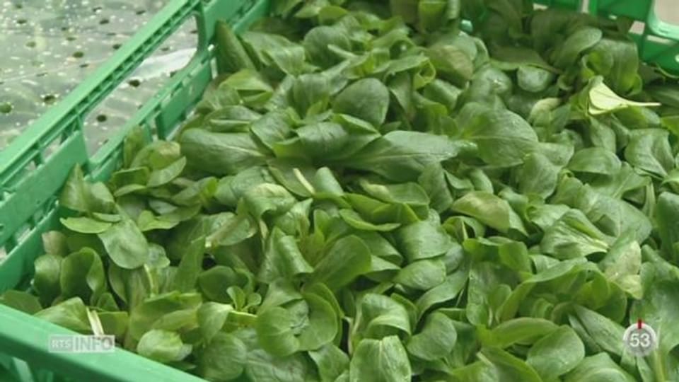 Le rampon est la salade favorite des Suisses durant cette période de ...