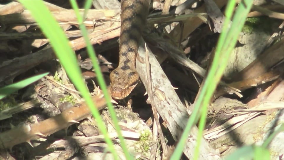 Vipère aspic, couleuvre vipérine, Theo chasse les images de reptiles ...