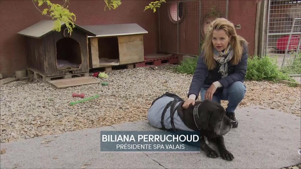 Entretien avec Biliana Perruchoud, présidente de la SPA Valais ...