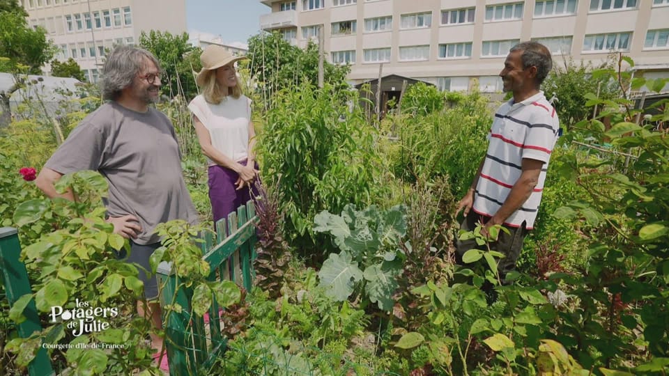 La courgette d’Ile-de-France (Episode 3 - Saison 1) - Les potagers de ...