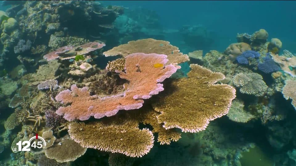 Le réchauffement des océans menace la préservation des coraux dans le ...