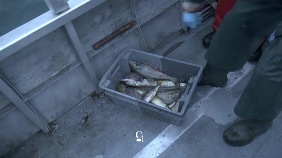 La féra est un des poissons les plus appréciés des gastronomes. Mais ...