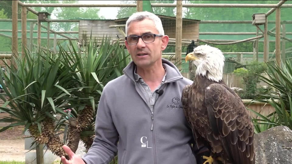 Rencontre avec Sherkan Junior, le pygargue à tête blanche mascotte du ...