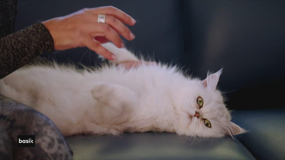 Allo véto ?! - basik - Play RTS