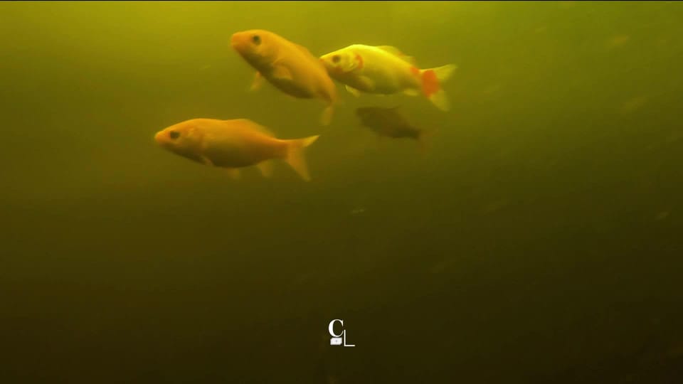 Pour préserver la biodiversité, le Bioparc de Genève propose de ...