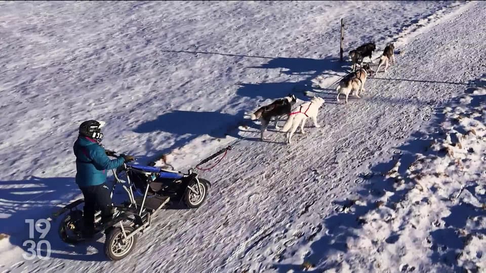 Pour pallier l’absence de neige, les courses de chiens de traîneaux de ...