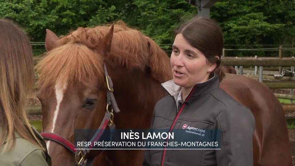 Entretien avec Inès Lamon, Responsable préservation race franches ...