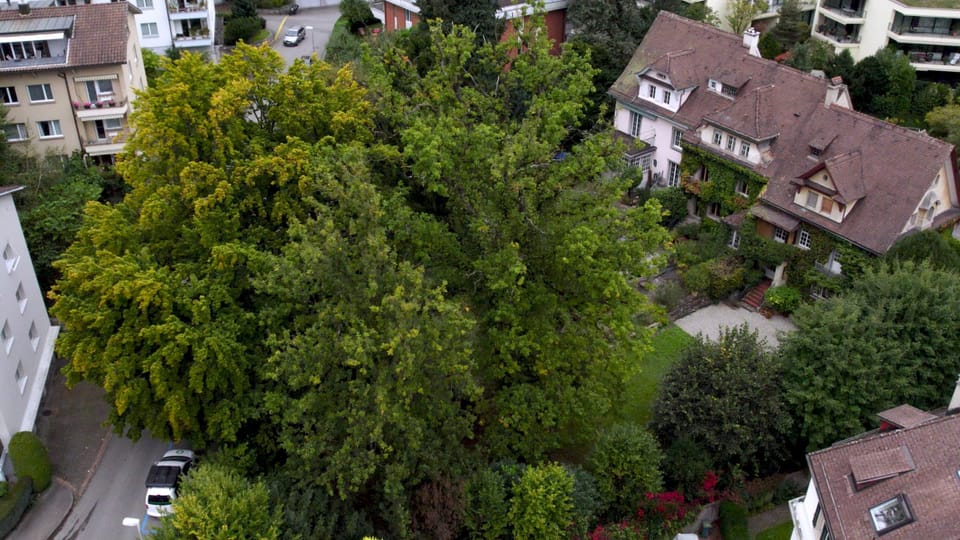 DOK - Die magische Welt der Bäume – Die Eiche - Play SRF