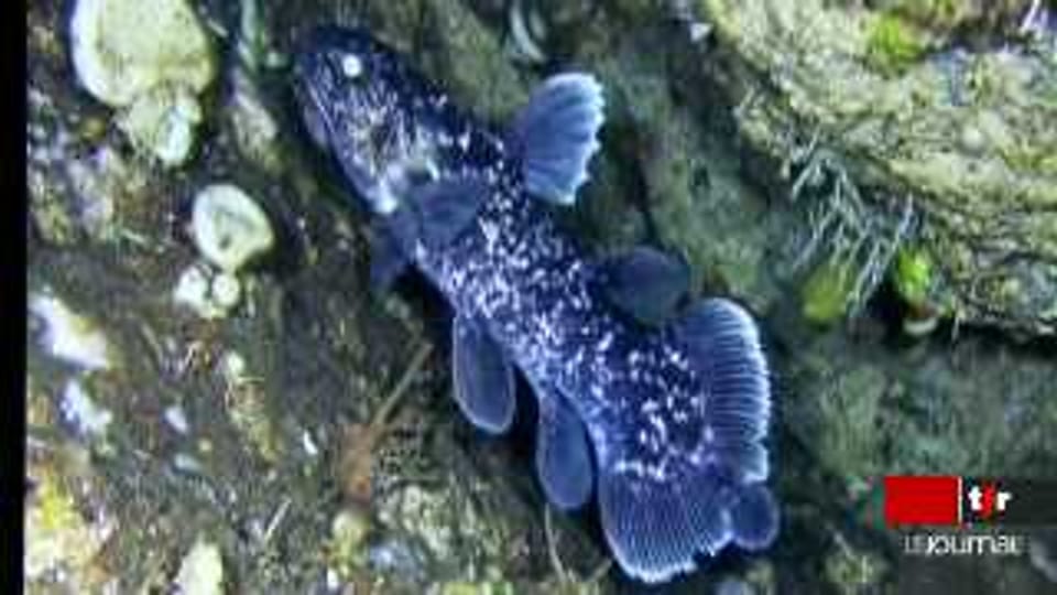 12h45 - Des scientifiques japonais ont réussi à filmer pour la première ...