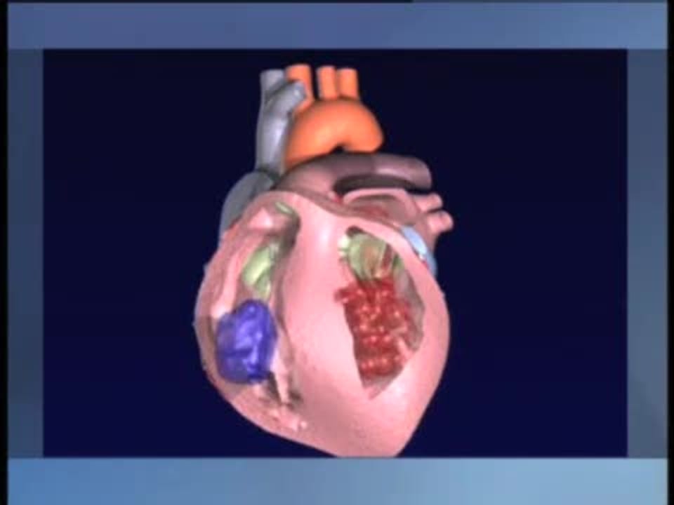 RTS Découverte - Simuler l'activité cardiaque - Play RTS