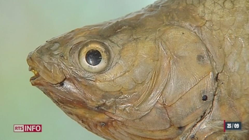19h30 - En répertoriant les poissons du Lac Léman, une équipe de ...