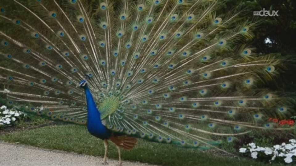Les Petites Bulles - Pourquoi le paon fait la roue? - Play RTS