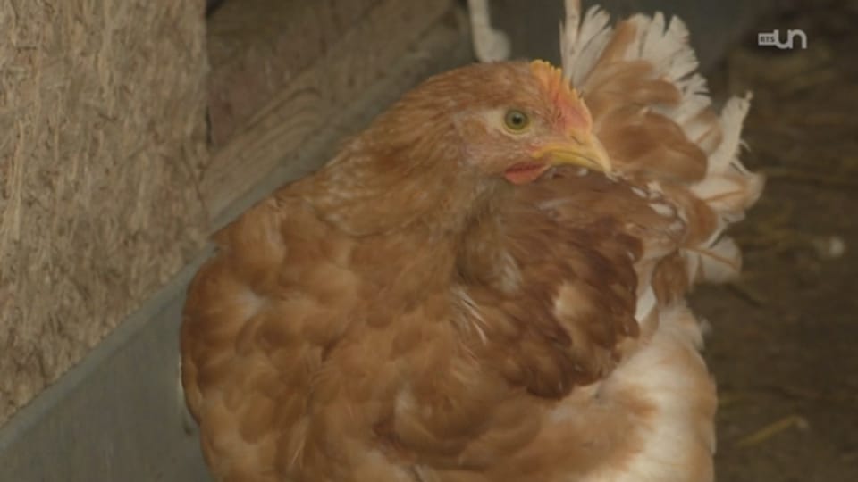 A bon entendeur - C'est quoi un poulet bio? - Play RTS