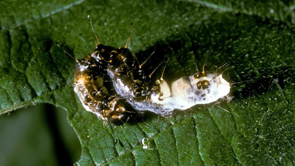 Couleurs locales - Série insectes: zoom sur les espèces nocturnes ...