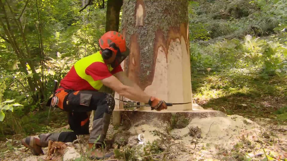 Couleurs locales - Le concept de la forêt jardinée, une méthode d ...