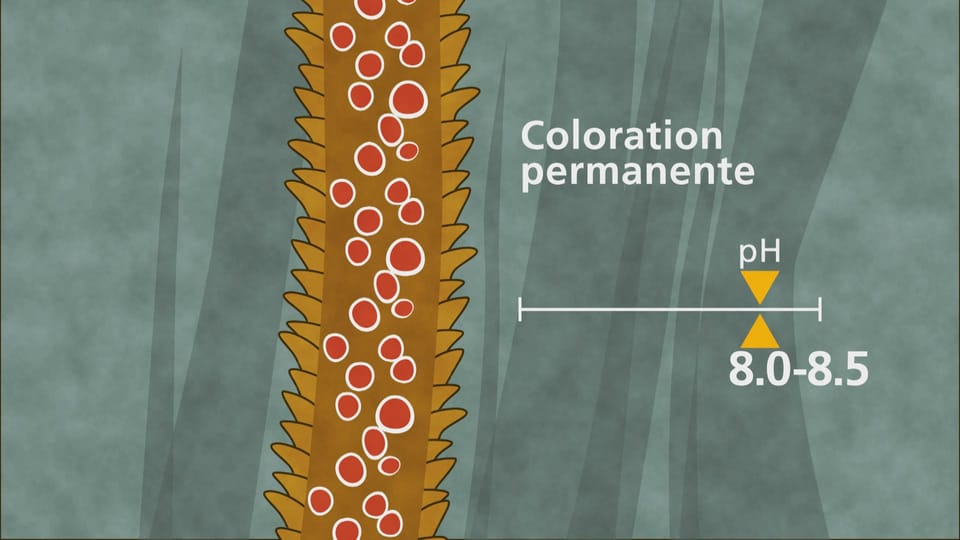 A bon entendeur - Les différents types de colorations - Play RTS