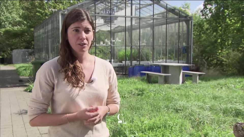 Couleurs locales - Interview avec Clara Zemp, directrice du laboratoire ...