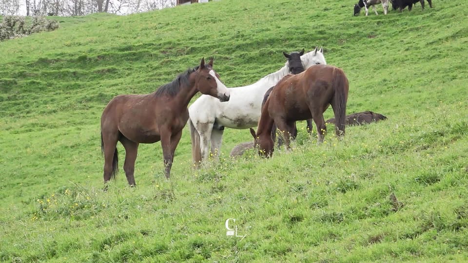 Couleurs d'été - Une seconde chance pour les ânes et les chevaux - Play RTS
