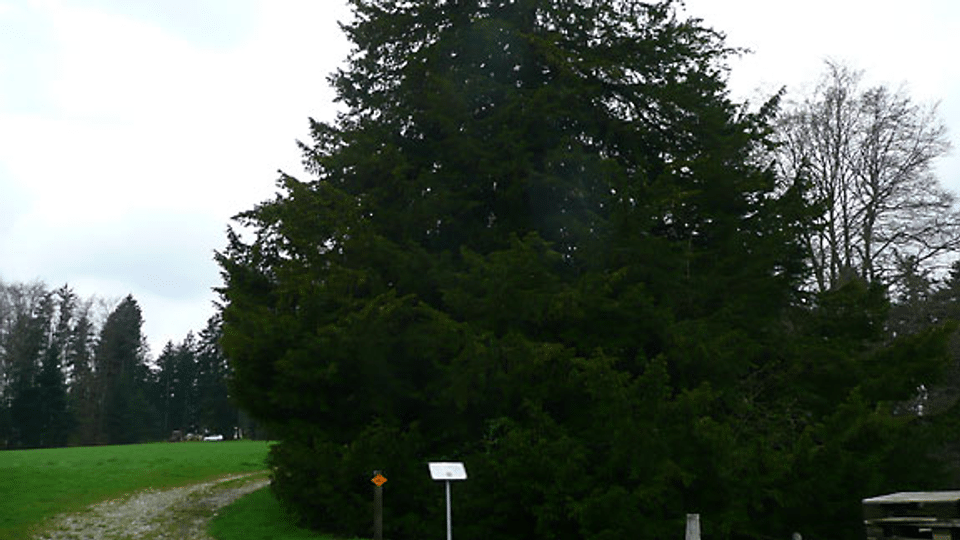 Die Eibe von Heimiswil - Swisstipp - SRF