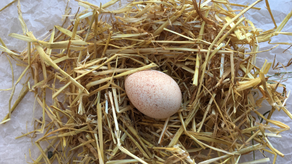 Eier lagern und kochen - Wie lange bleibt ein Ei eigentlich frisch ...