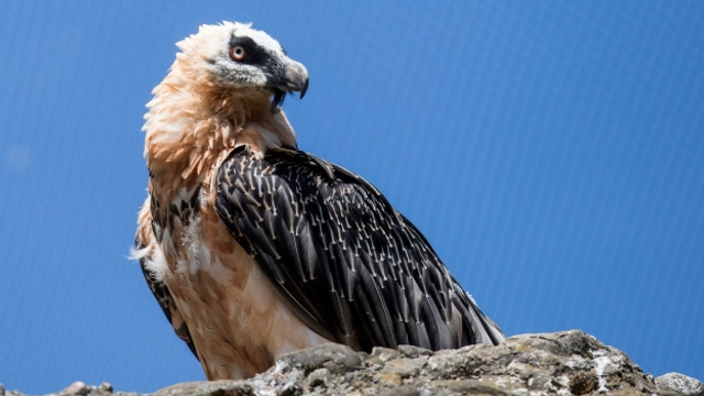Nur in den Alpen mehr Geier - Geier im Höhen- und Sturzflug - Wissen - SRF