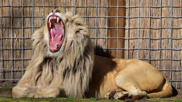 In diesen Zeiten - Es ist Zeit, sich zu langweilen - Kultur - SRF